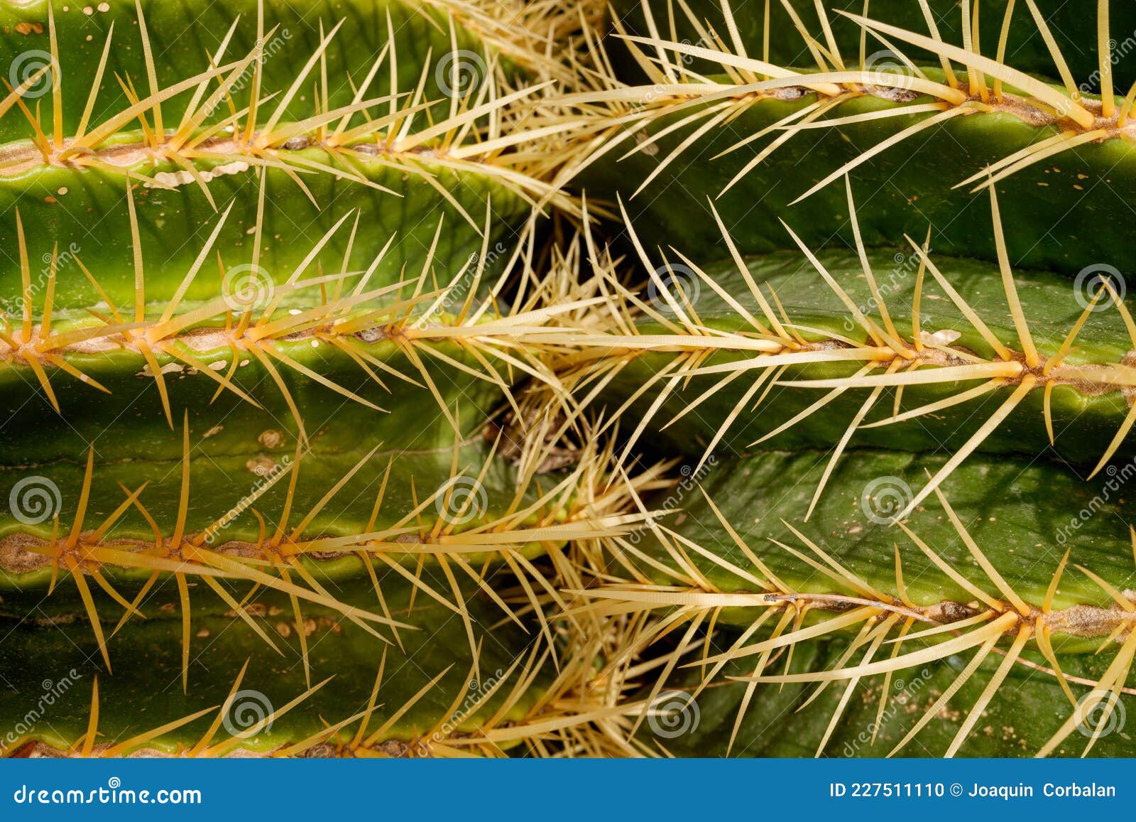 Detail of the Sharp Spikes of a Cactus Stock Photo - Image of dangerous ...