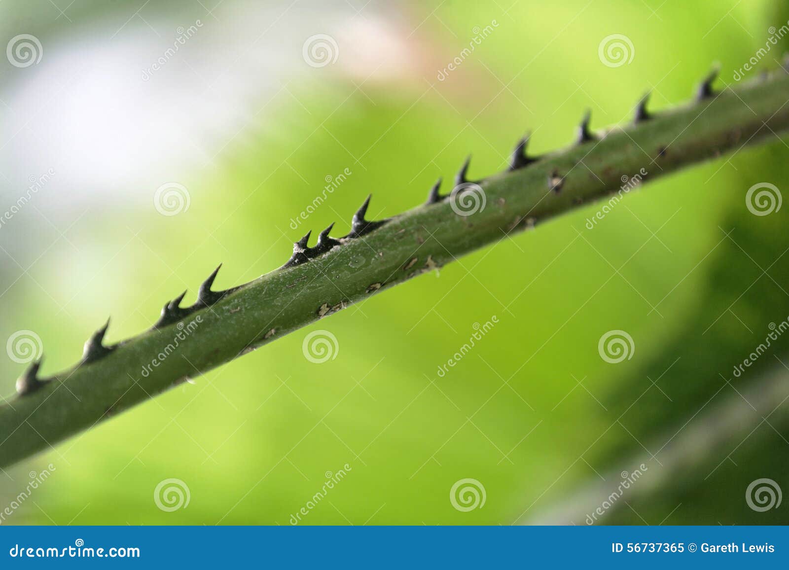 Detail Of Sharp Thorns Stock Photo | CartoonDealer.com #56737365