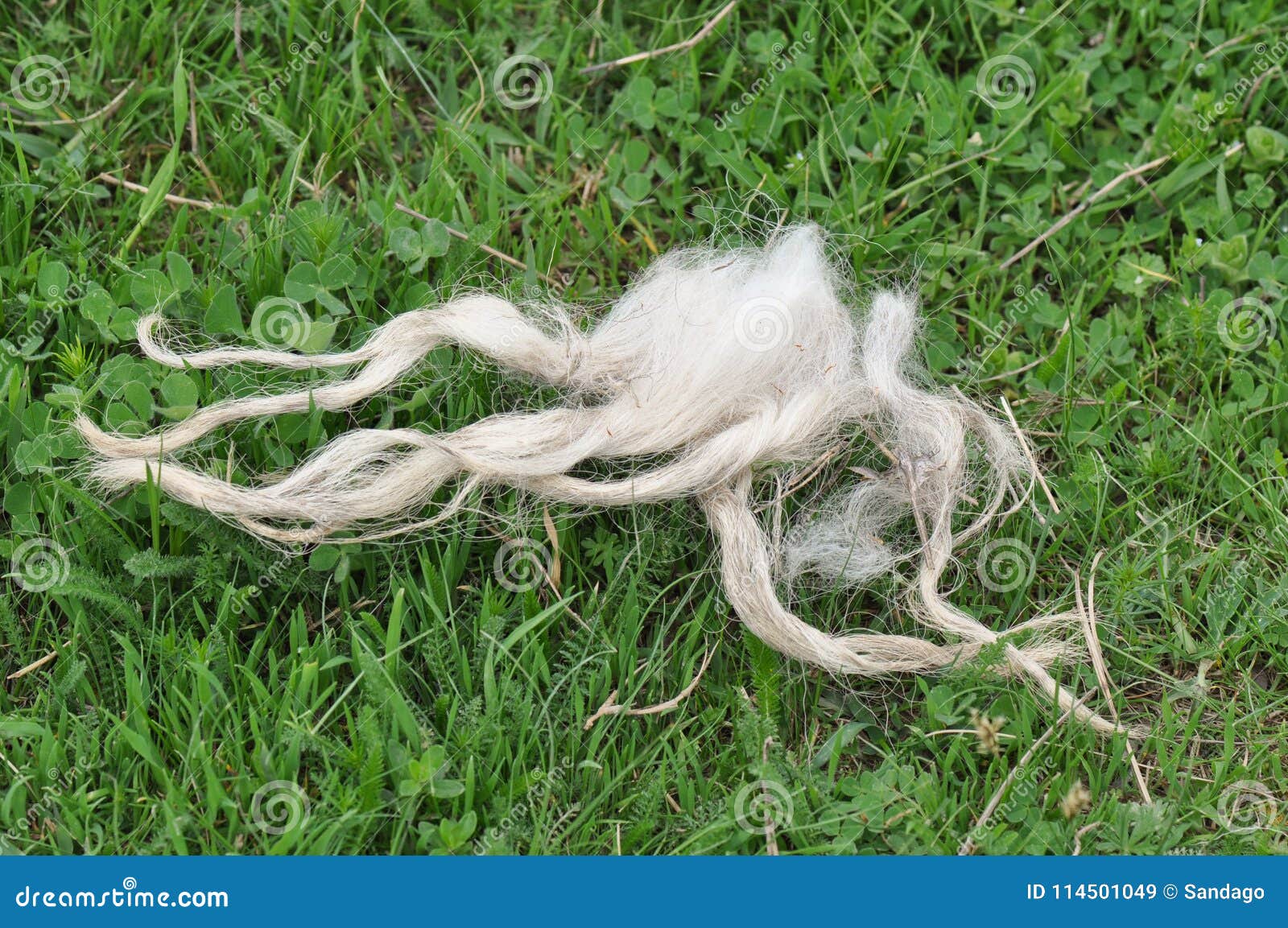 Sheep wool lost on field stock image. Image of face - 114501049