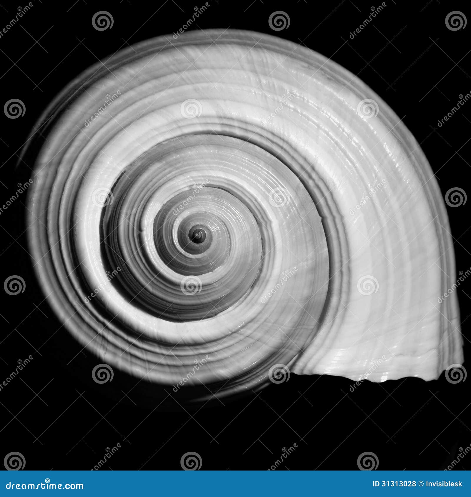 Detail of shell stock photo. Image of texture, detail - 31313028