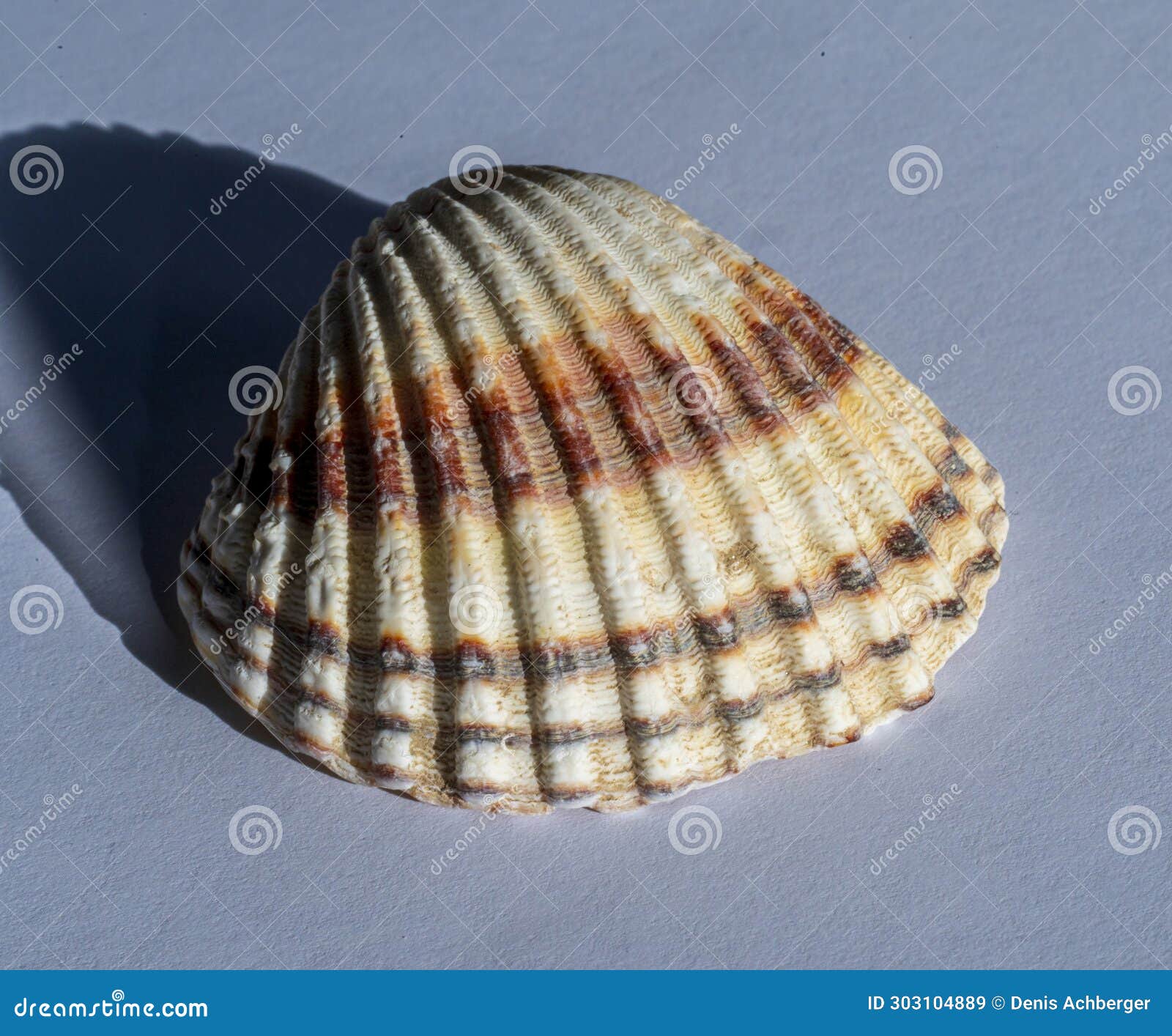 Detail of Shell Rough Cockle (Acanthocardia Tuberculata) Stock Image ...