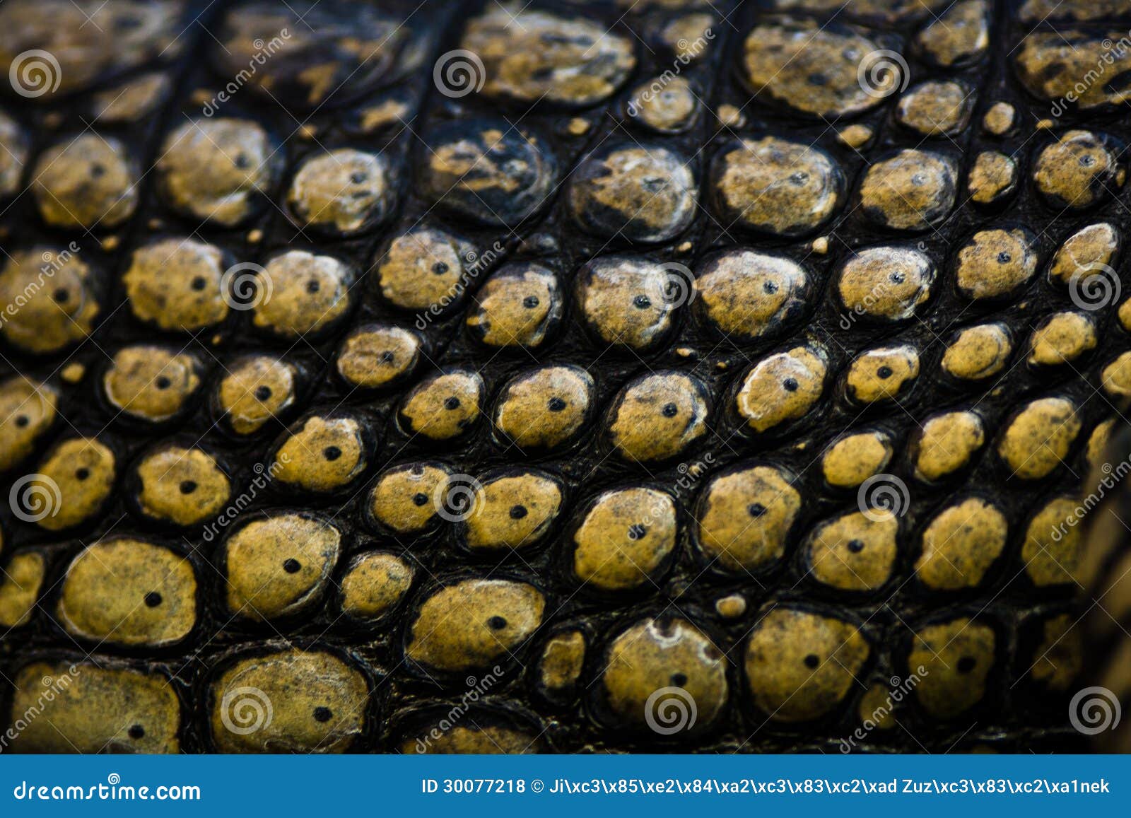 Tortoise shell detail stock photo. Image of shell, yellow - 30077218