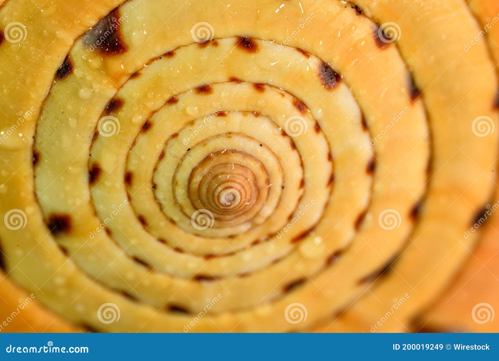 Circle Shapes In Nature