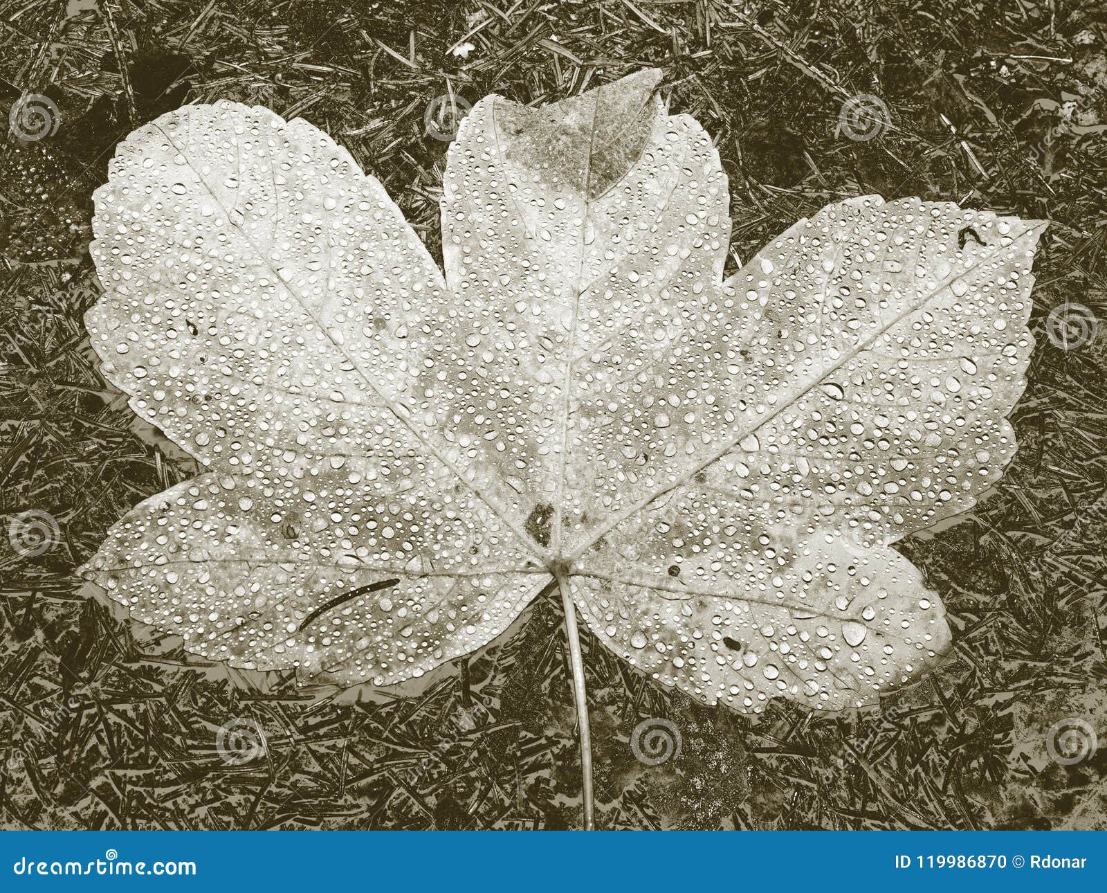 Detail of Shinning Rain Drops Fallen on Broken Maple Leaf. Stock Photo ...