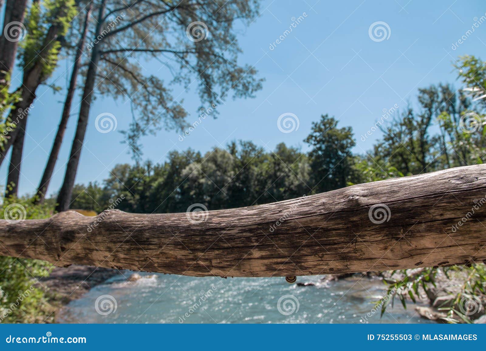 A Detail Shot of a Branch with the River and a Forrest Out of Focus in ...