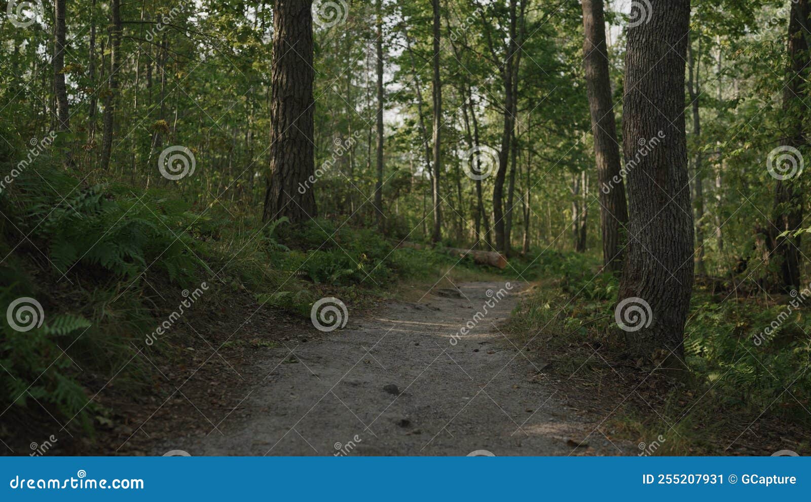 Detail shot of forest path stock image. Image of closeup - 255207931