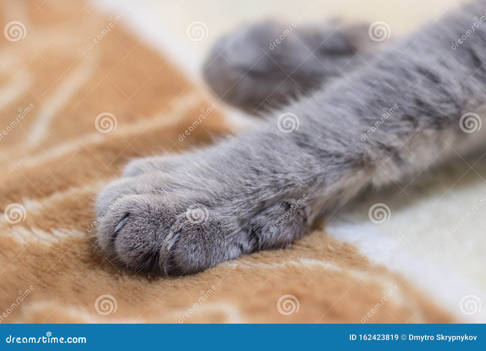Detail Shot of Soft Cat Paws Stock Image - Image of beauty, bred: 162423819