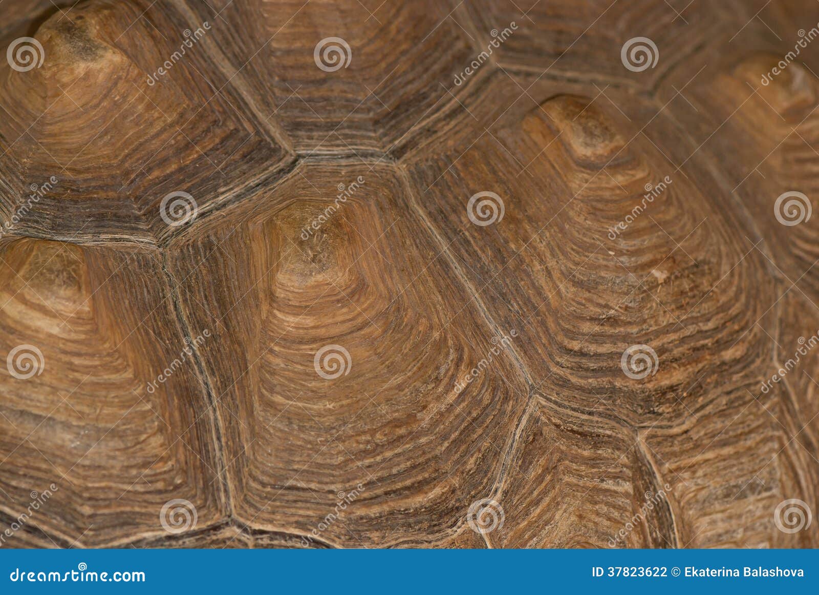 Detail Shot of a Turtle Shell Stock Photo - Image of wildlife, heavy ...