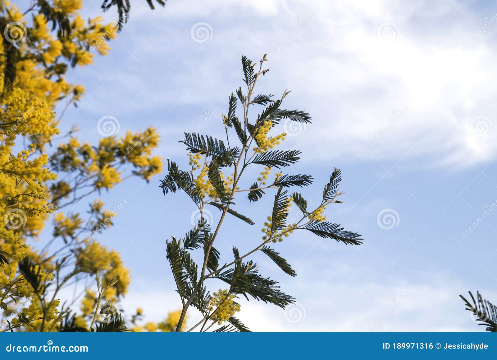 Detail of Silver Wattle Blooming Stock Photo - Image of flowering ...