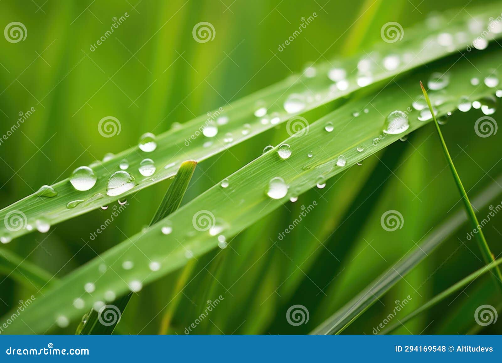 Detail of a Single Rice Plant Splashed with Water Droplets Stock Photo ...