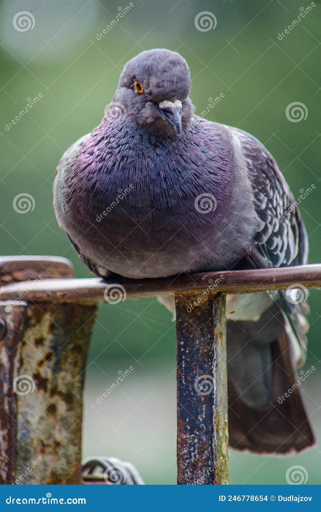 Detail of a Sitting Pigeon....IMAGE Stock Photo - Image of birds, peace ...