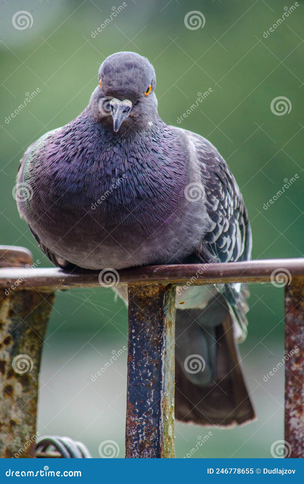 Detail of a Sitting Pigeon....IMAGE Stock Image - Image of peace ...