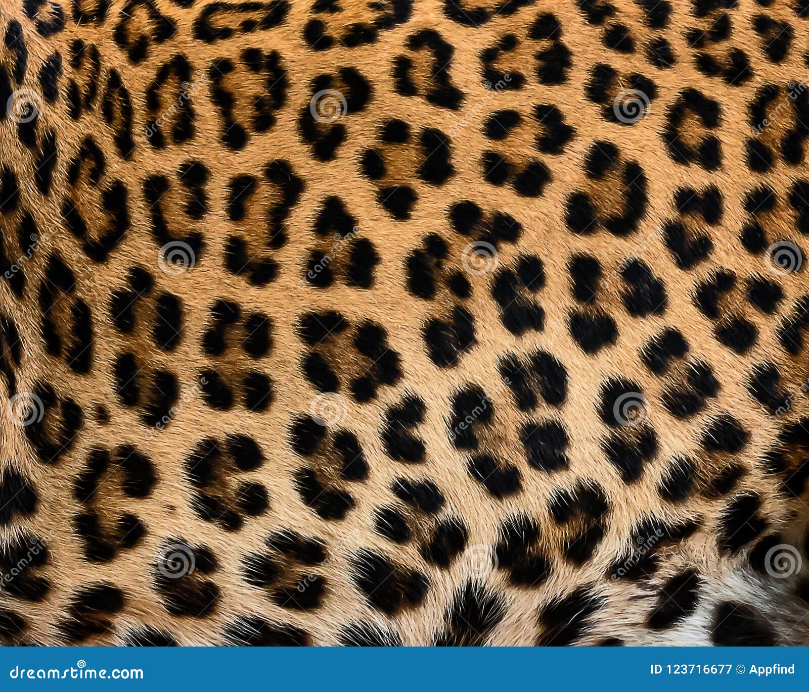 Detail skin of leopard. stock image. Image of fashion - 123716677