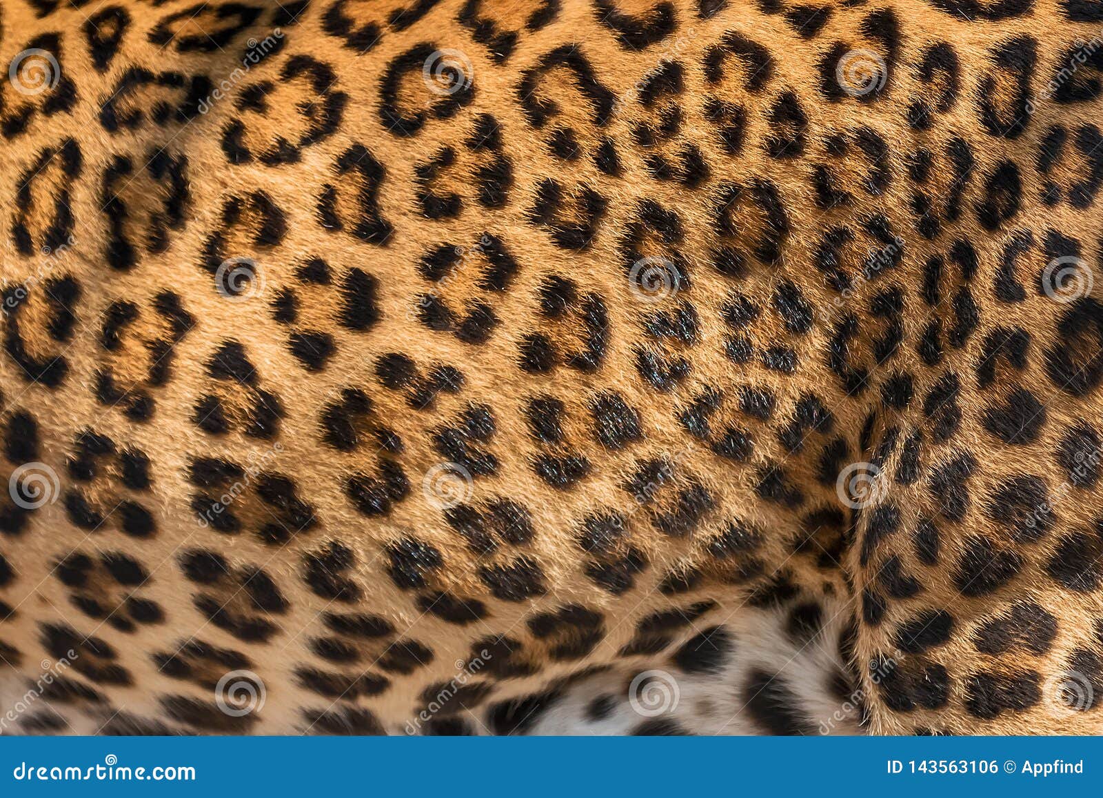 Detail skin of leopard stock photo. Image of expression - 143563106