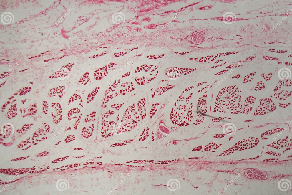 Detail of Skin Under the Microscope. Stock Photo - Image of nature ...