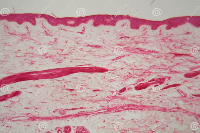 Detail of Skin Under the Microscope. Stock Image - Image of education ...