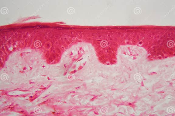 Detail of Skin Under the Microscope. Stock Photo - Image of anatomy ...