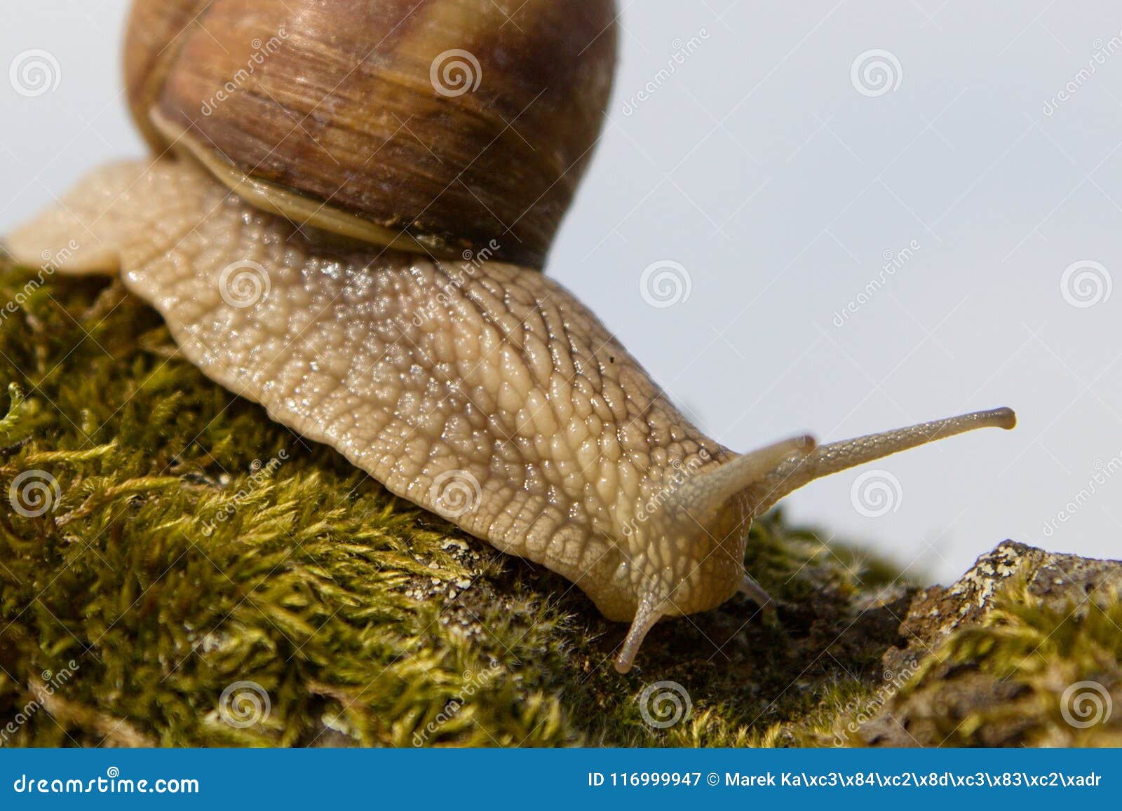 Detail of the Slug on the Rock Stock Image - Image of environment ...