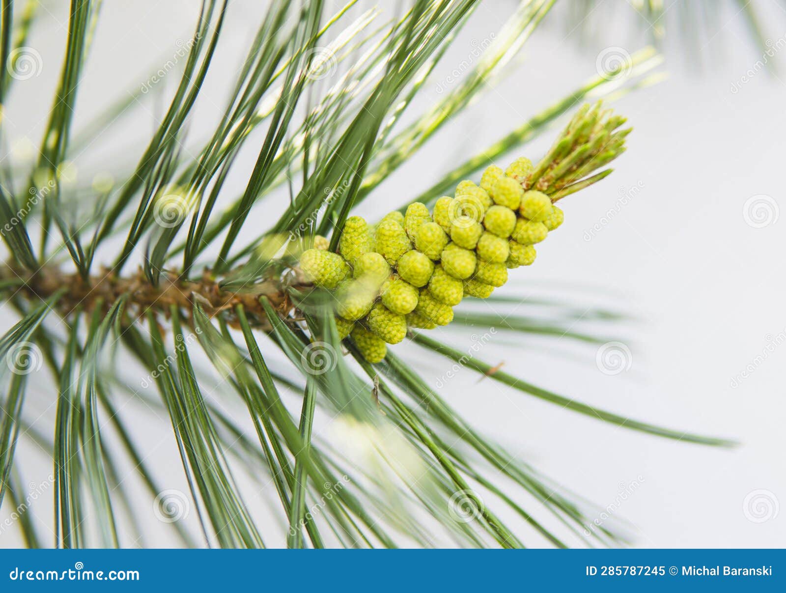 Detail of Small Cones of a Pine Tree Isolated Over White Stock Image ...