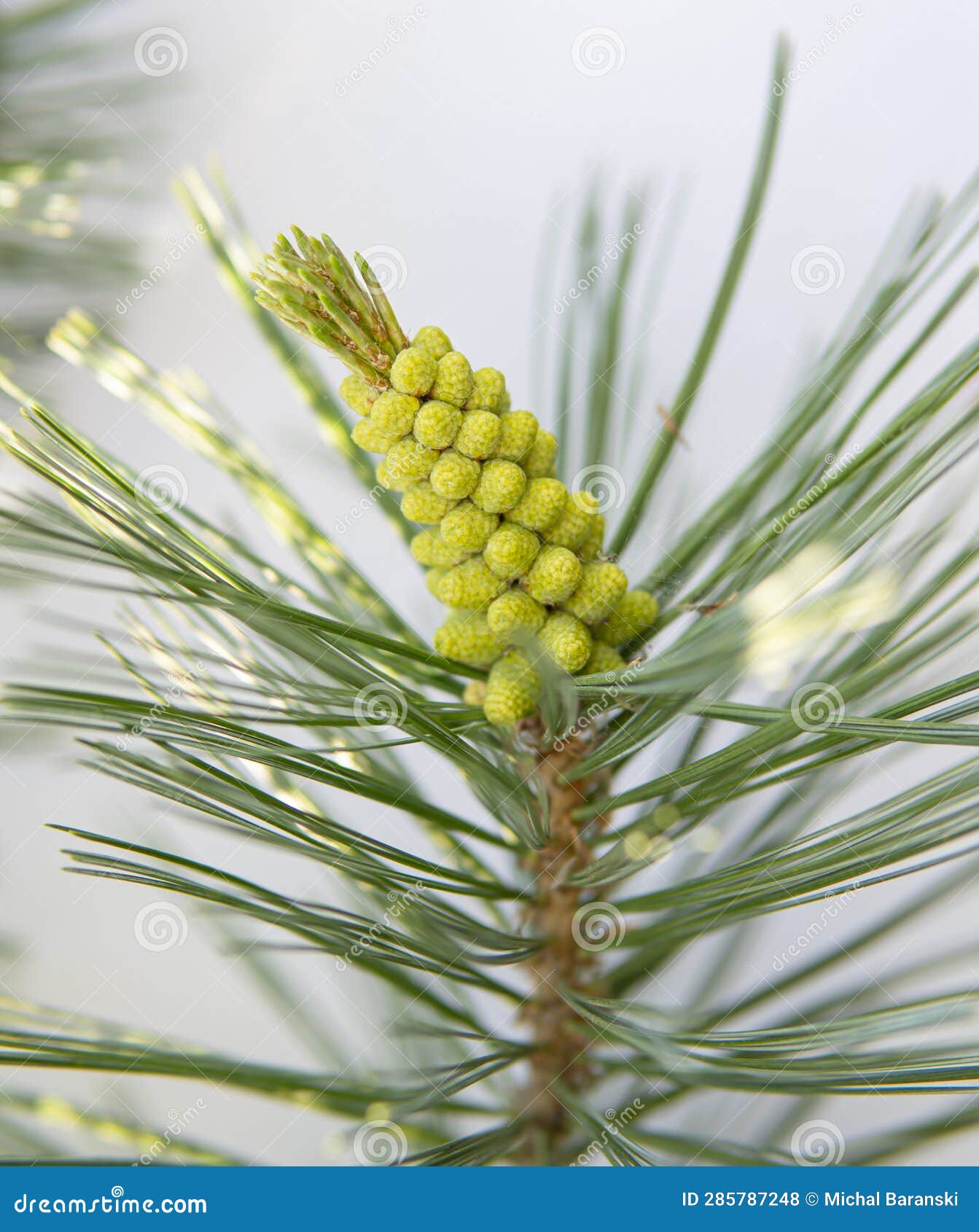 Detail of Small Cones of a Pine Tree Isolated Over White Stock Photo ...