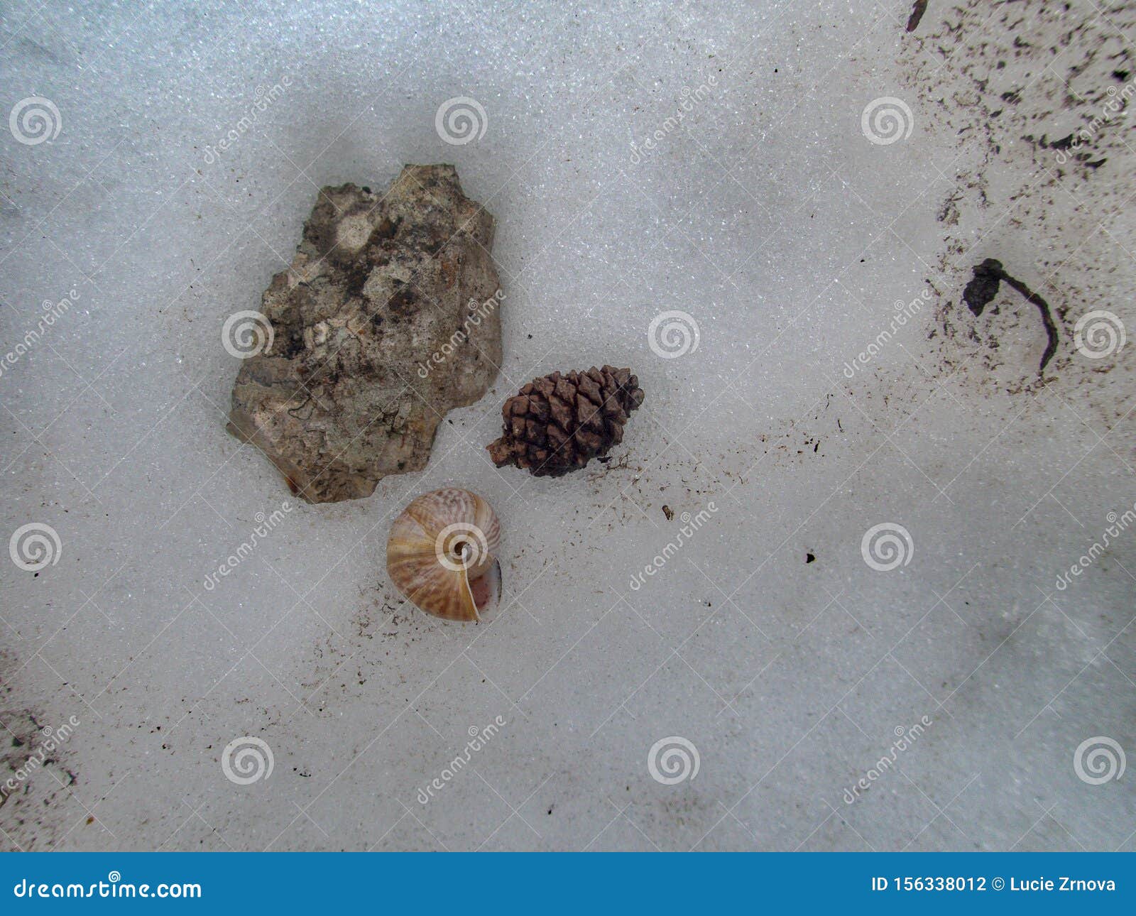 Detail of Small Natural Objects on Snow Stock Photo - Image of snail ...
