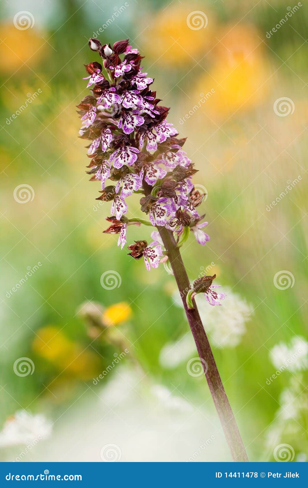 Detail small orchid stock photo. Image of petals, flower - 14411478