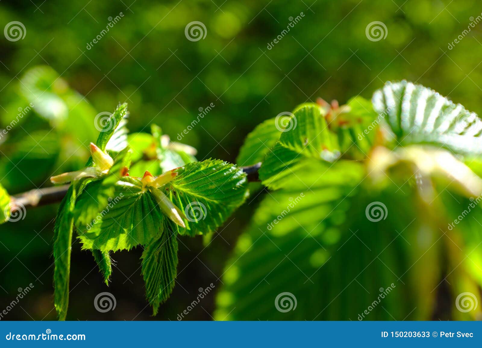 Detail of a Small Tree Branch Stock Illustration - Illustration of ...