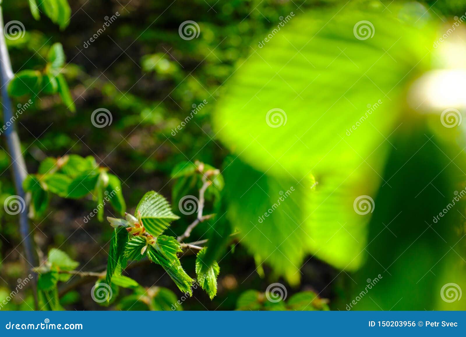 Detail of a Small Tree Branch Stock Photo - Image of beautiful, clean ...