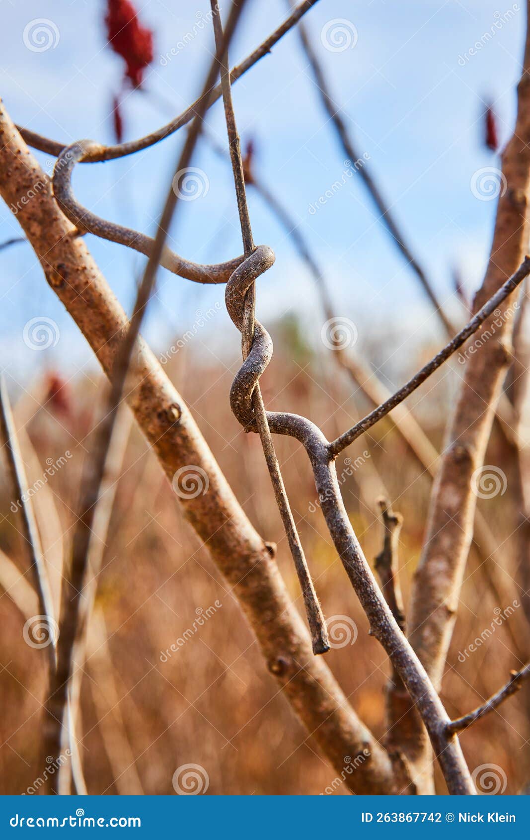 Detail of Small Tree Branch Growing Twisted Around Another in Forest ...