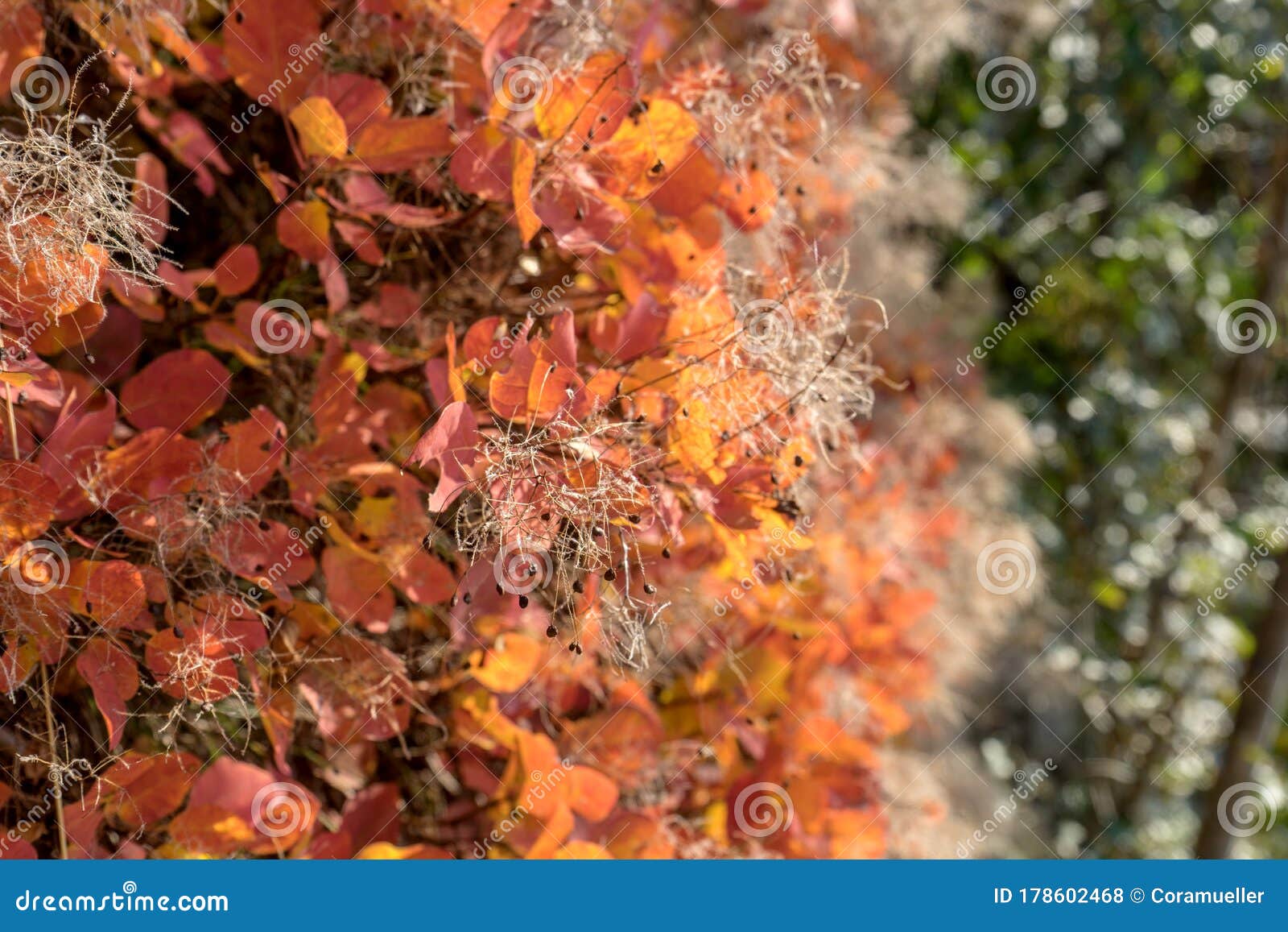 Fustic Tree Photos - Free & Royalty-Free Stock Photos from Dreamstime