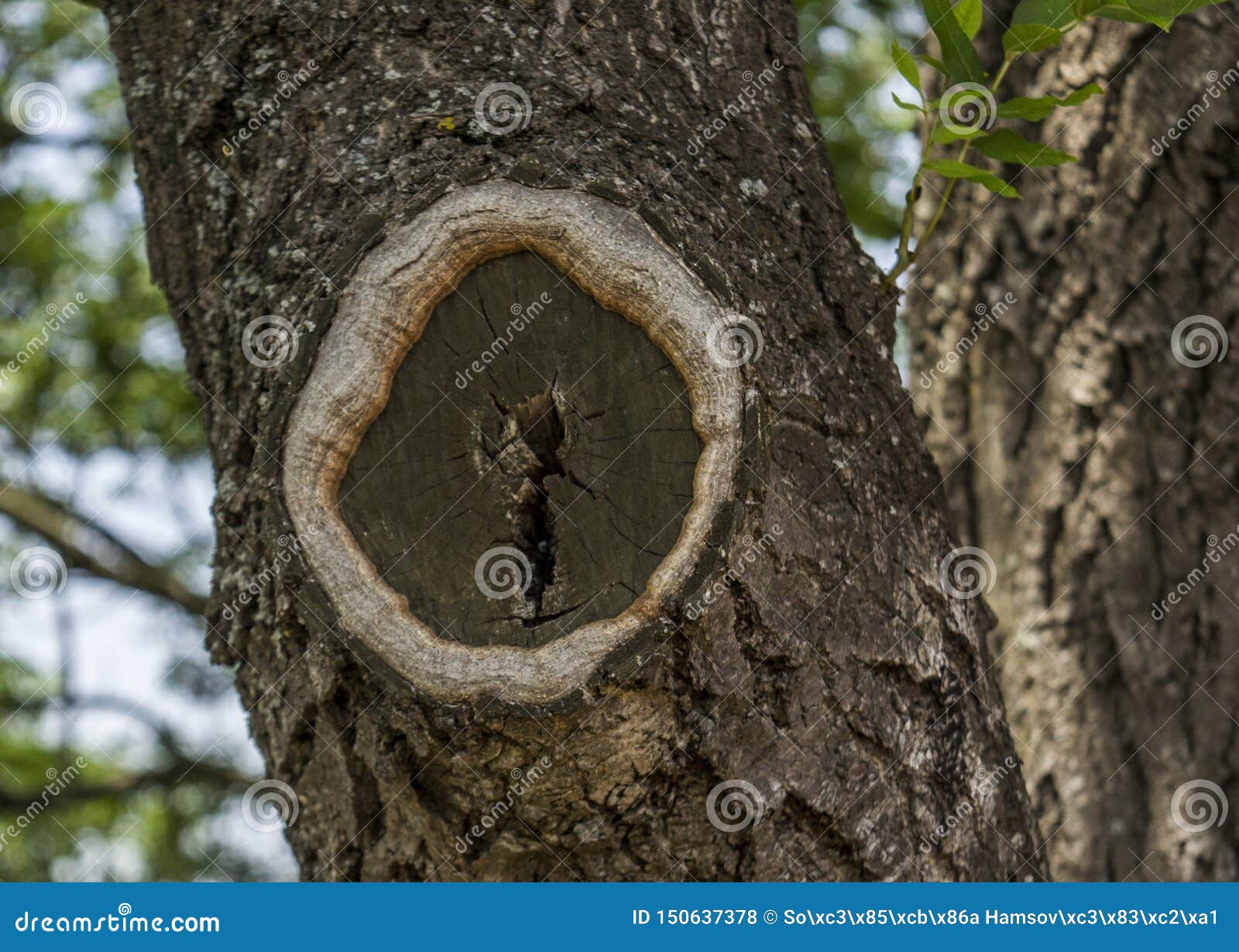Detail of the Snag on the Tree Stock Photo - Image of circle, forest ...