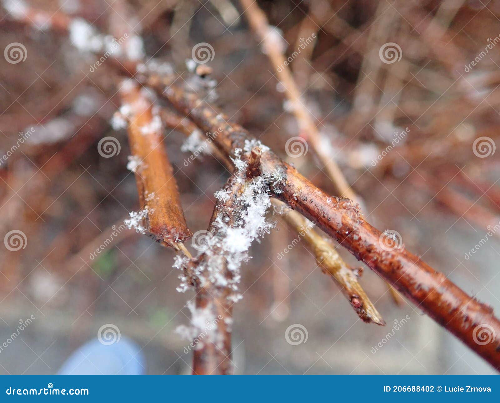 Snow Flakes on a Tree Branch Stock Photo - Image of brumal, copyspace ...