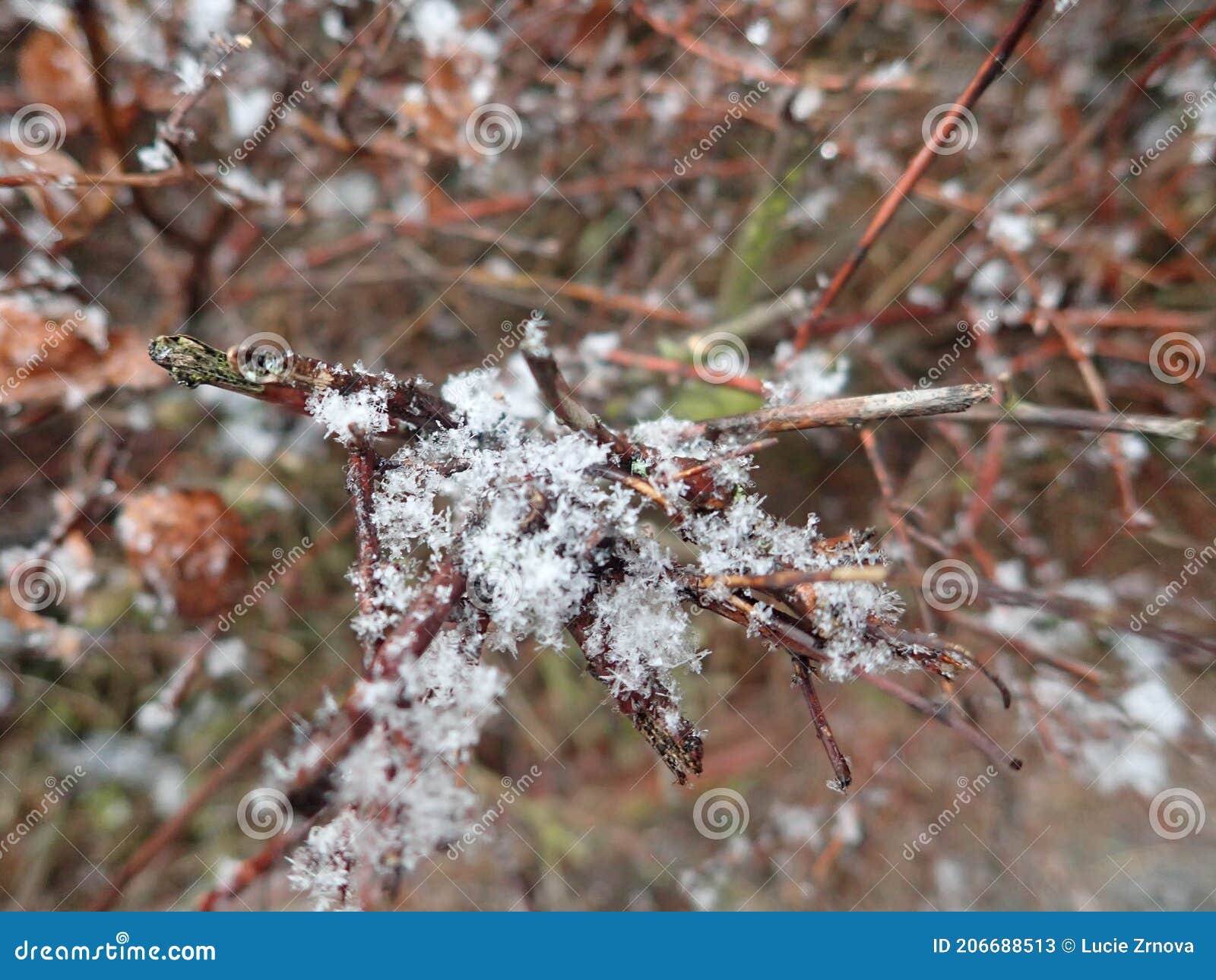 Snow Flakes on a Tree Branch Stock Image - Image of copyspace, brown ...