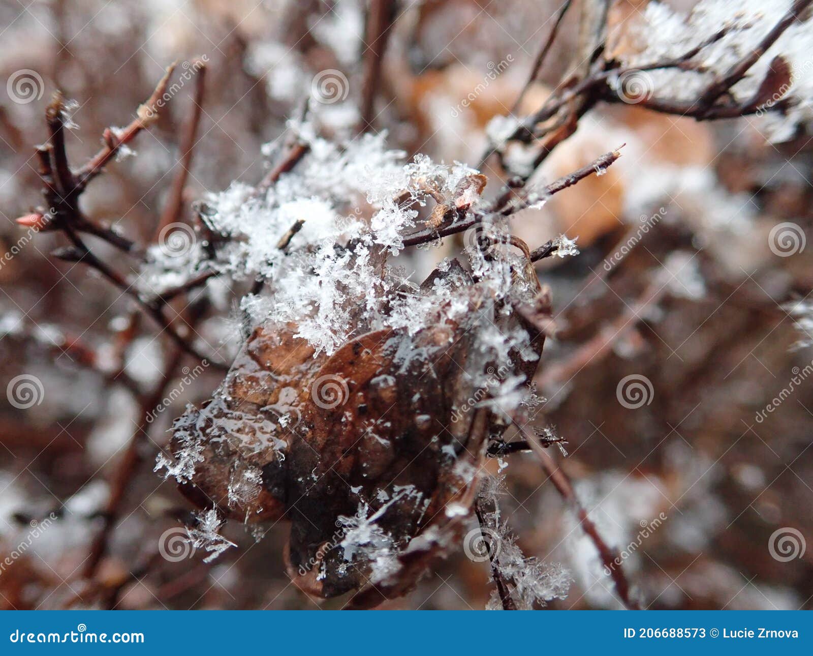 Snow Flakes on a Tree Branch Stock Image - Image of forest, outdoors ...
