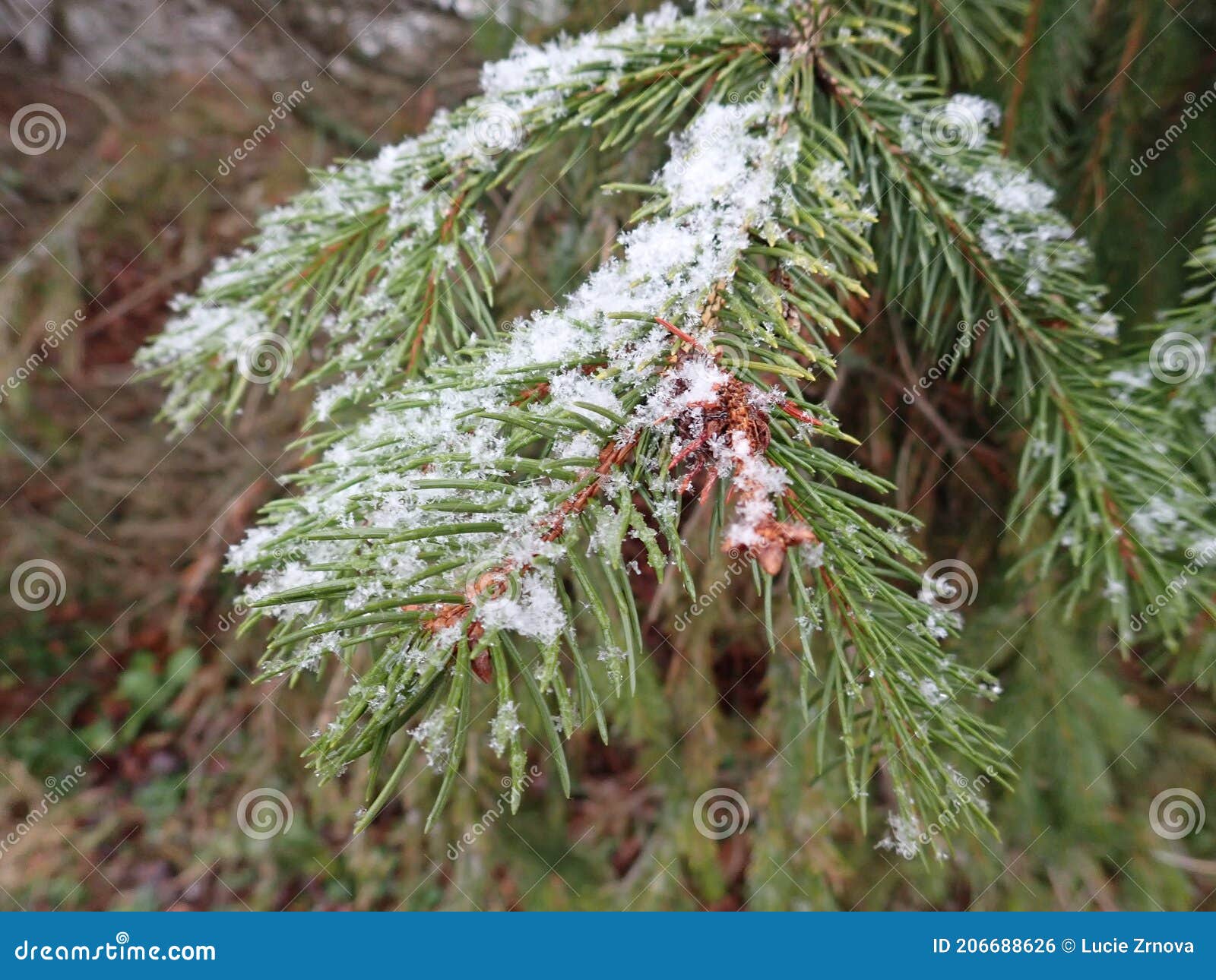 Snow Flakes on a Tree Branch Stock Photo - Image of forest, beautiful ...