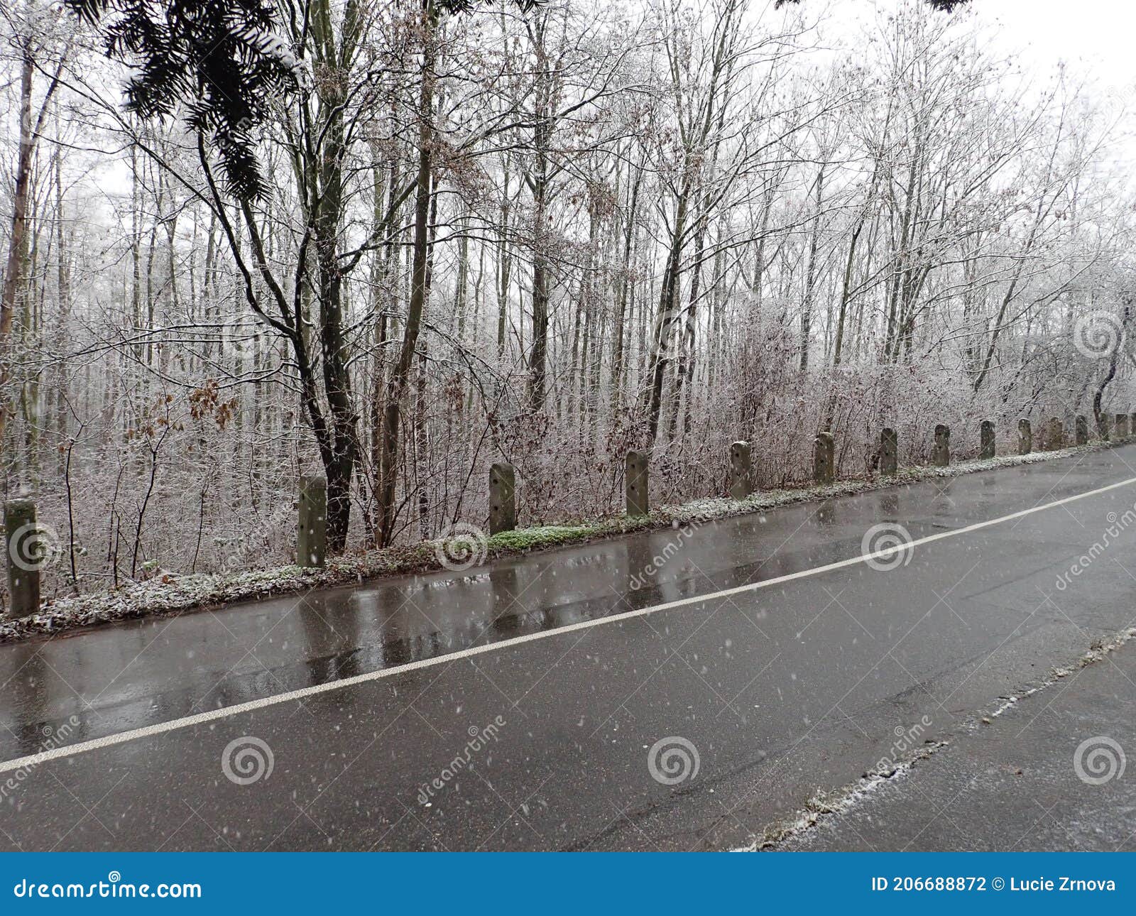 Snow Flakes on a Tree Branch Stock Photo - Image of fresh, needle ...