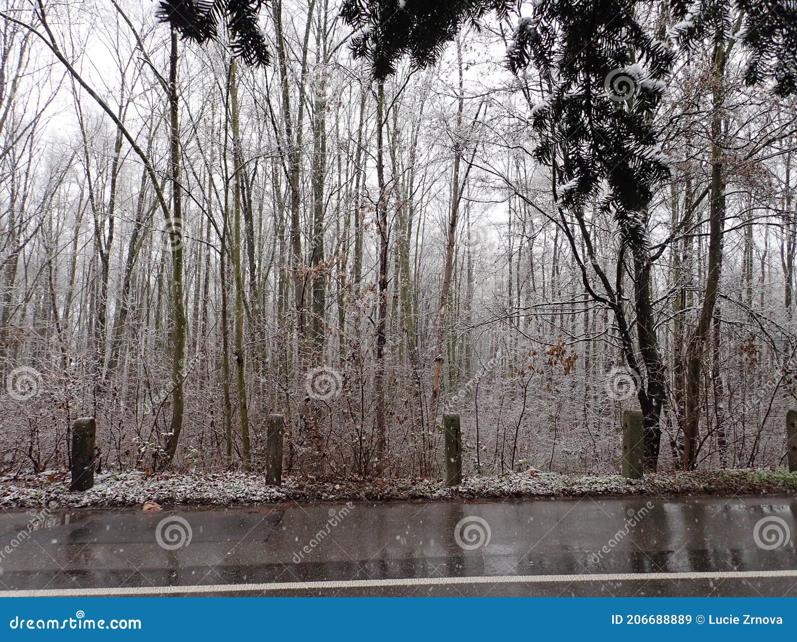 Snow Flakes on a Tree Branch Stock Image - Image of detail, green ...