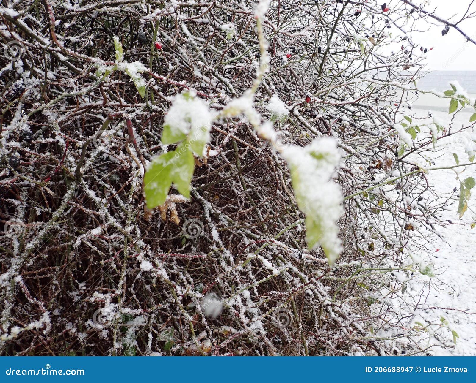 Snow Flakes on a Tree Branch Stock Image - Image of forest, hibernal ...