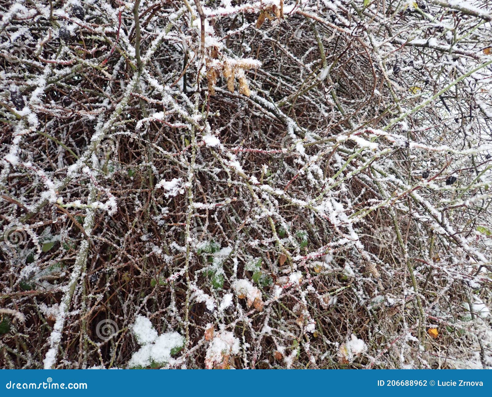 Snow Flakes on a Tree Branch Stock Photo - Image of decoration, golden ...