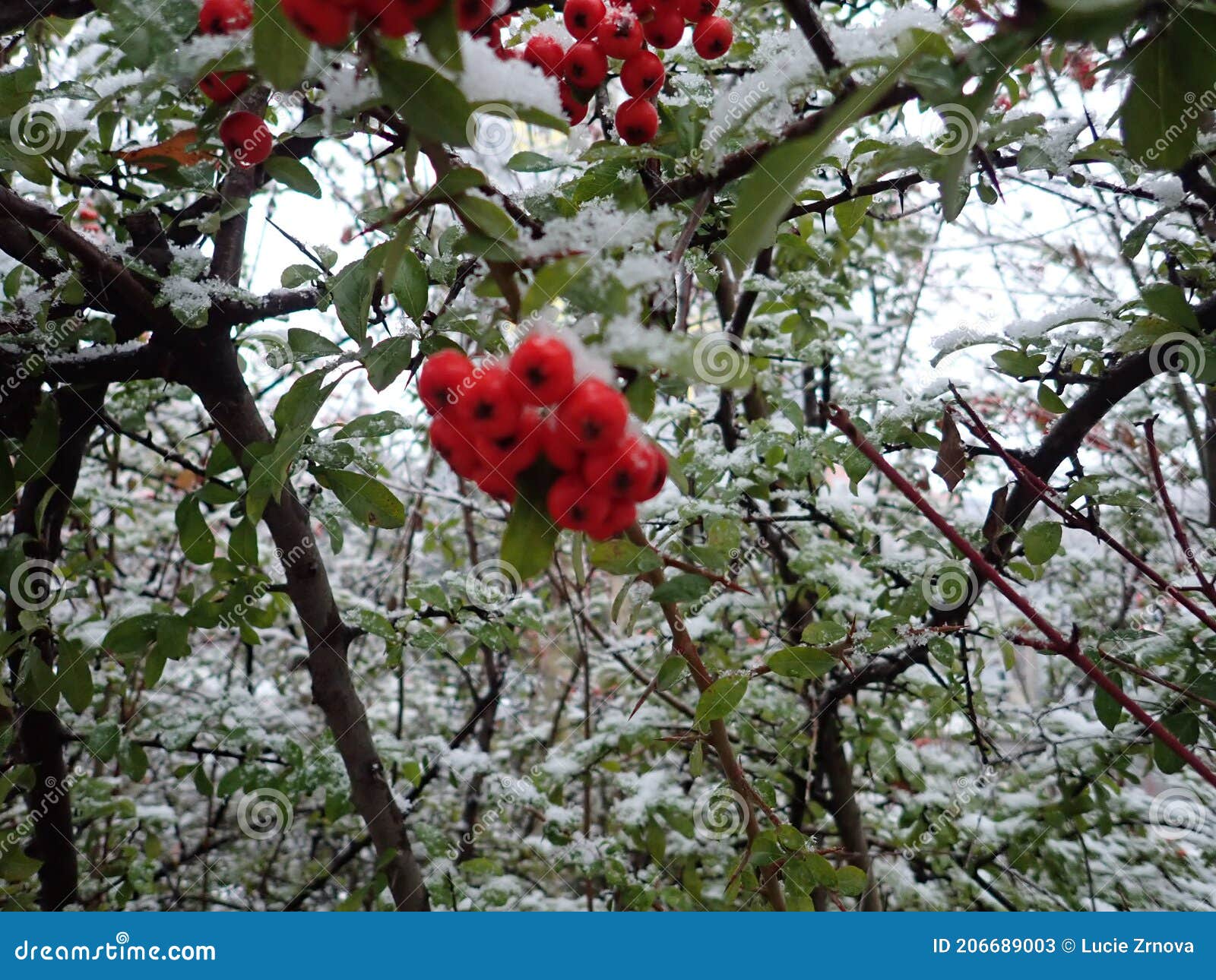 Snow Flakes on a Tree Branch Stock Image - Image of deciduous, cold ...