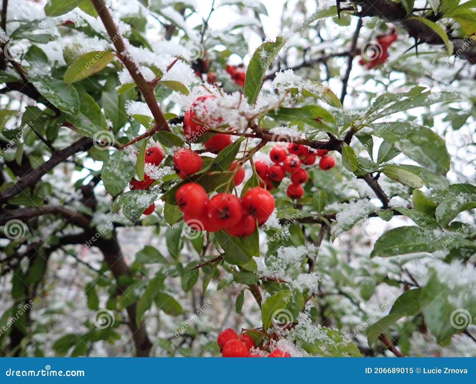 Snow Flakes on a Tree Branch Stock Image - Image of environment ...