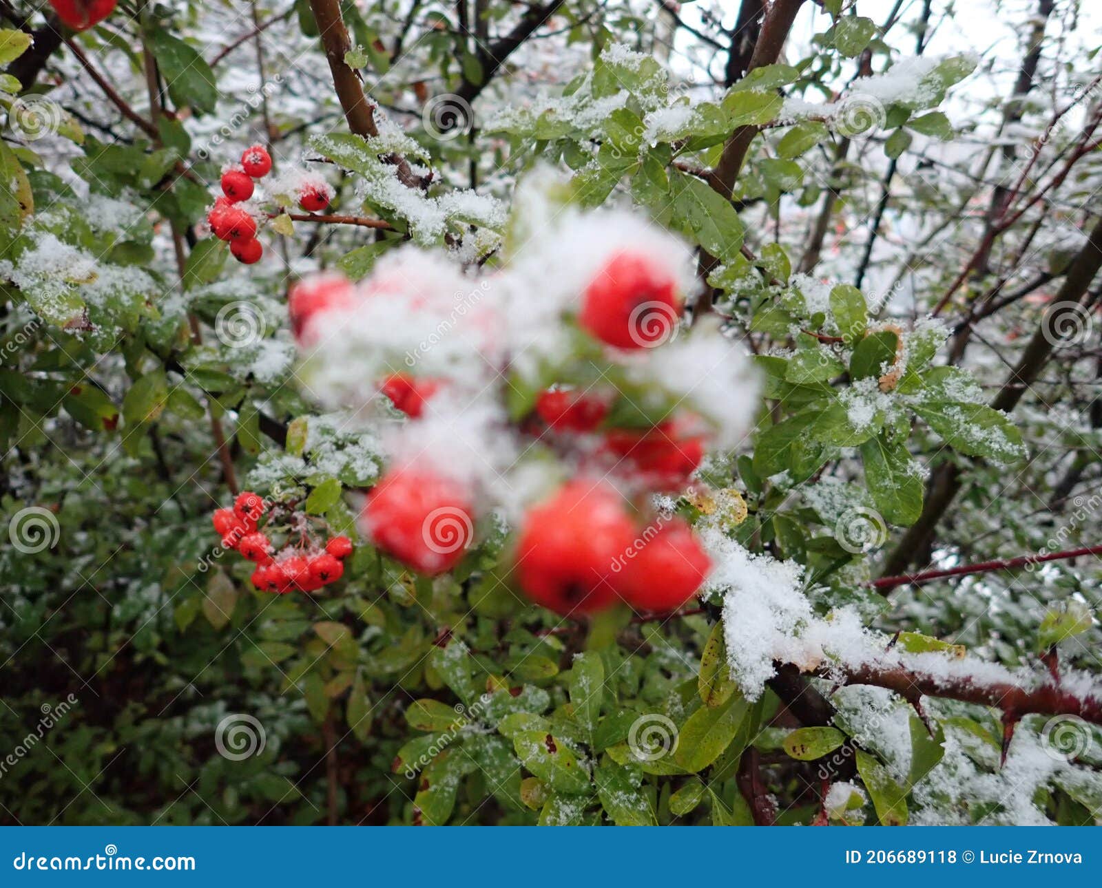Snow Flakes on a Tree Branch Stock Photo - Image of forest, evergreen ...