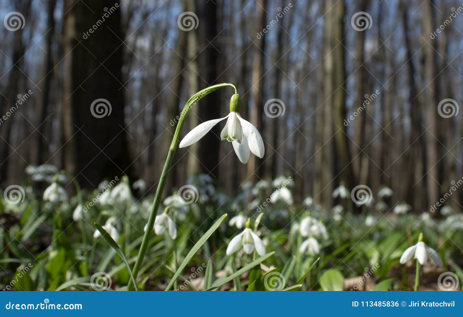 Snowdrops in the forest stock photo. Image of blue, design - 113485836