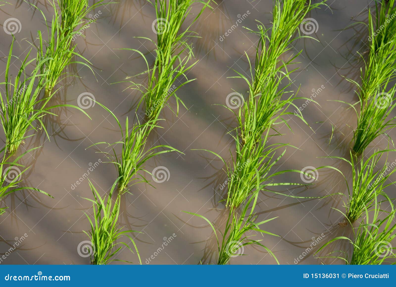 Detail of Soaked Rice Plants Stock Image - Image of east, indonesian ...