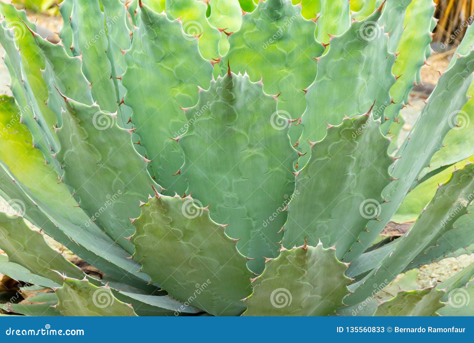 Detail of Some Maguey Plants Stock Image - Image of photograph, green ...