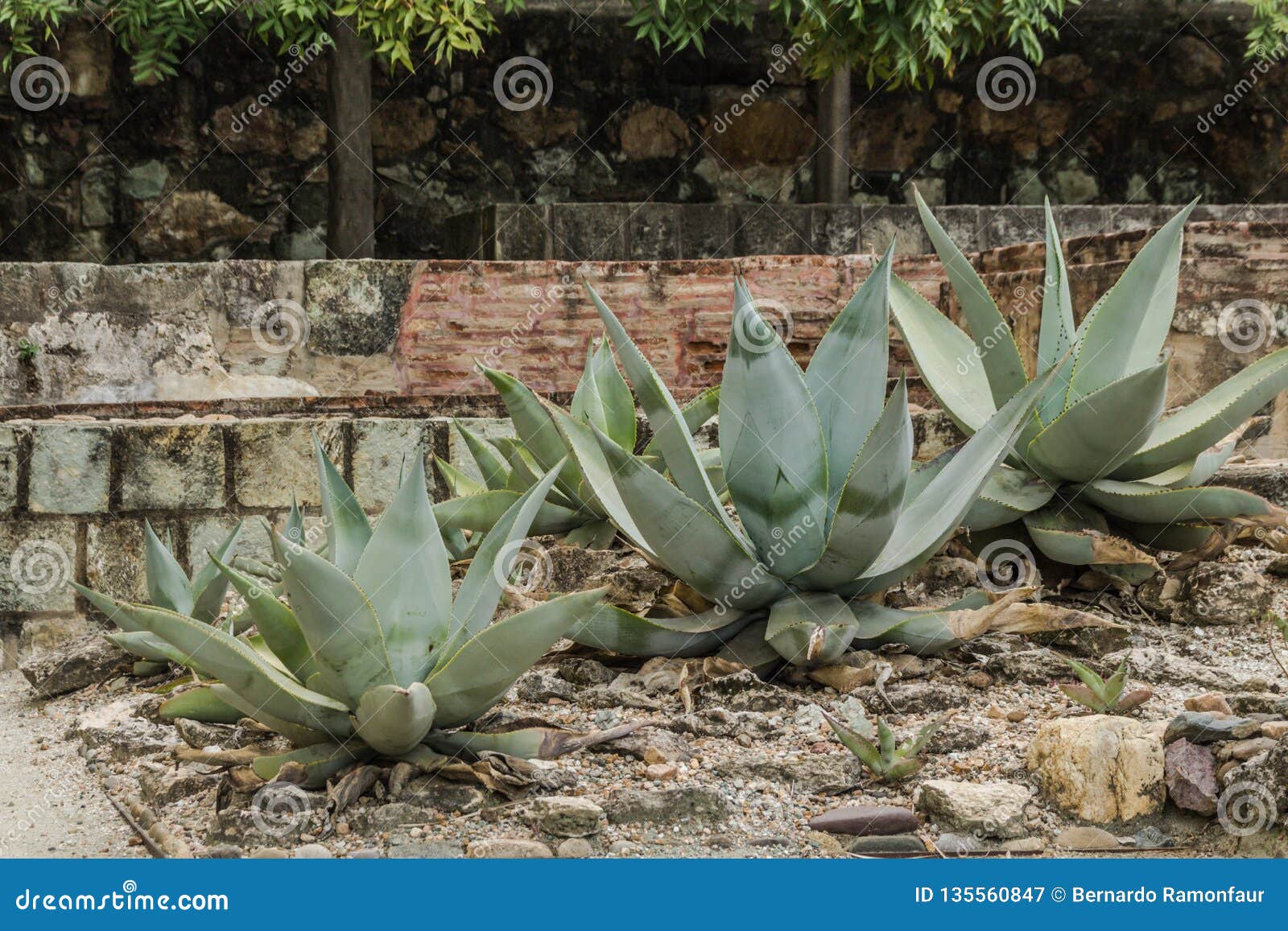 Detail of Some Maguey Plants Stock Image - Image of leaves, detail ...