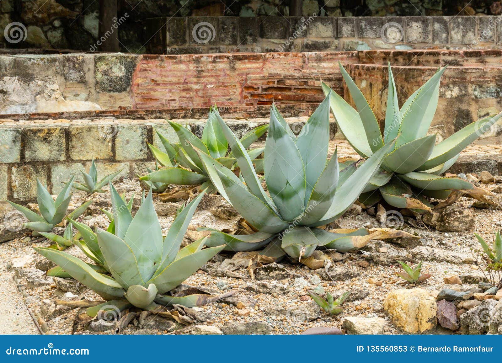 Detail of Some Maguey Plants Stock Image - Image of detail, green ...