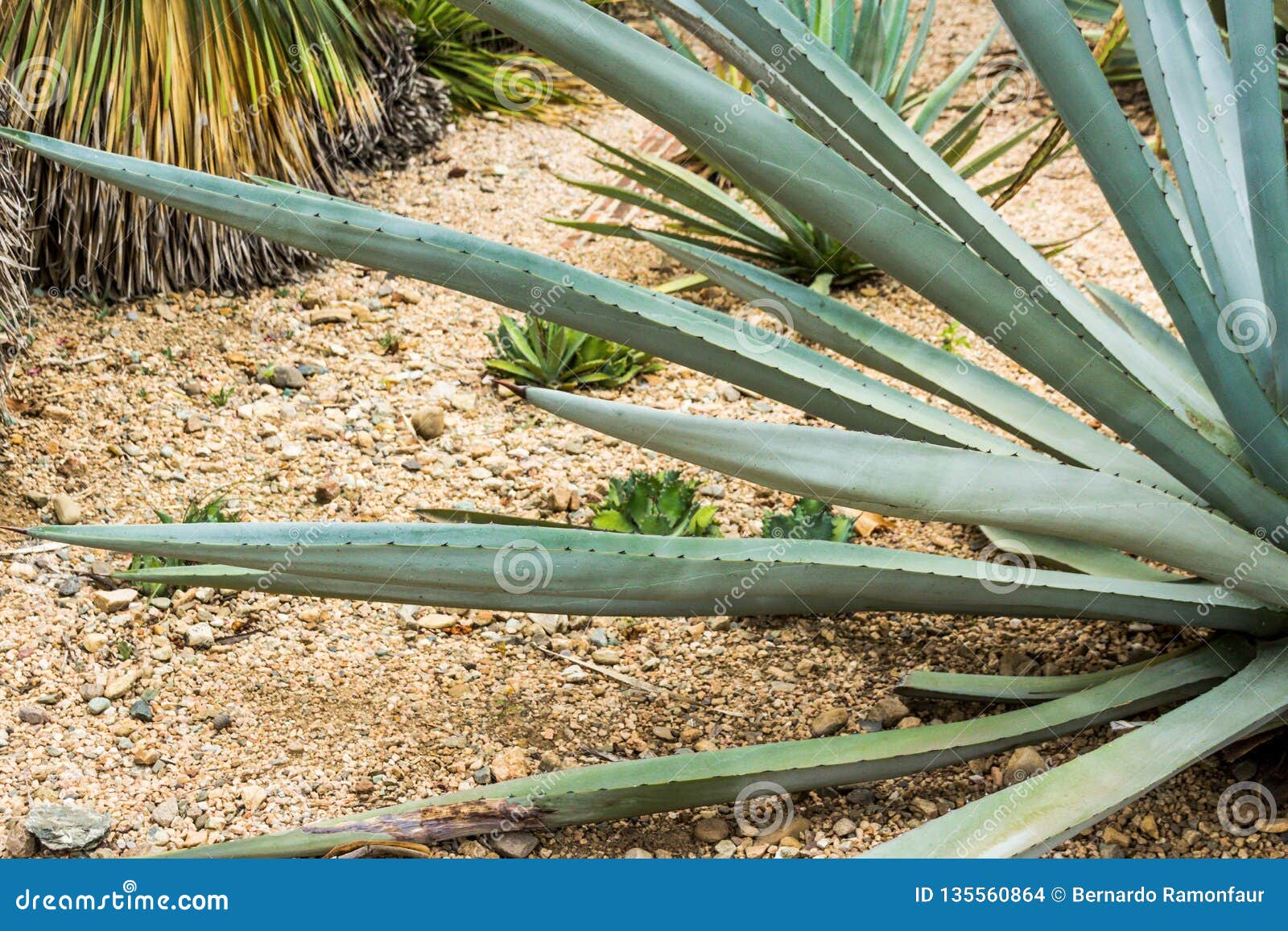 Detail of Some Maguey Plants Stock Photo - Image of photograph, maguey ...