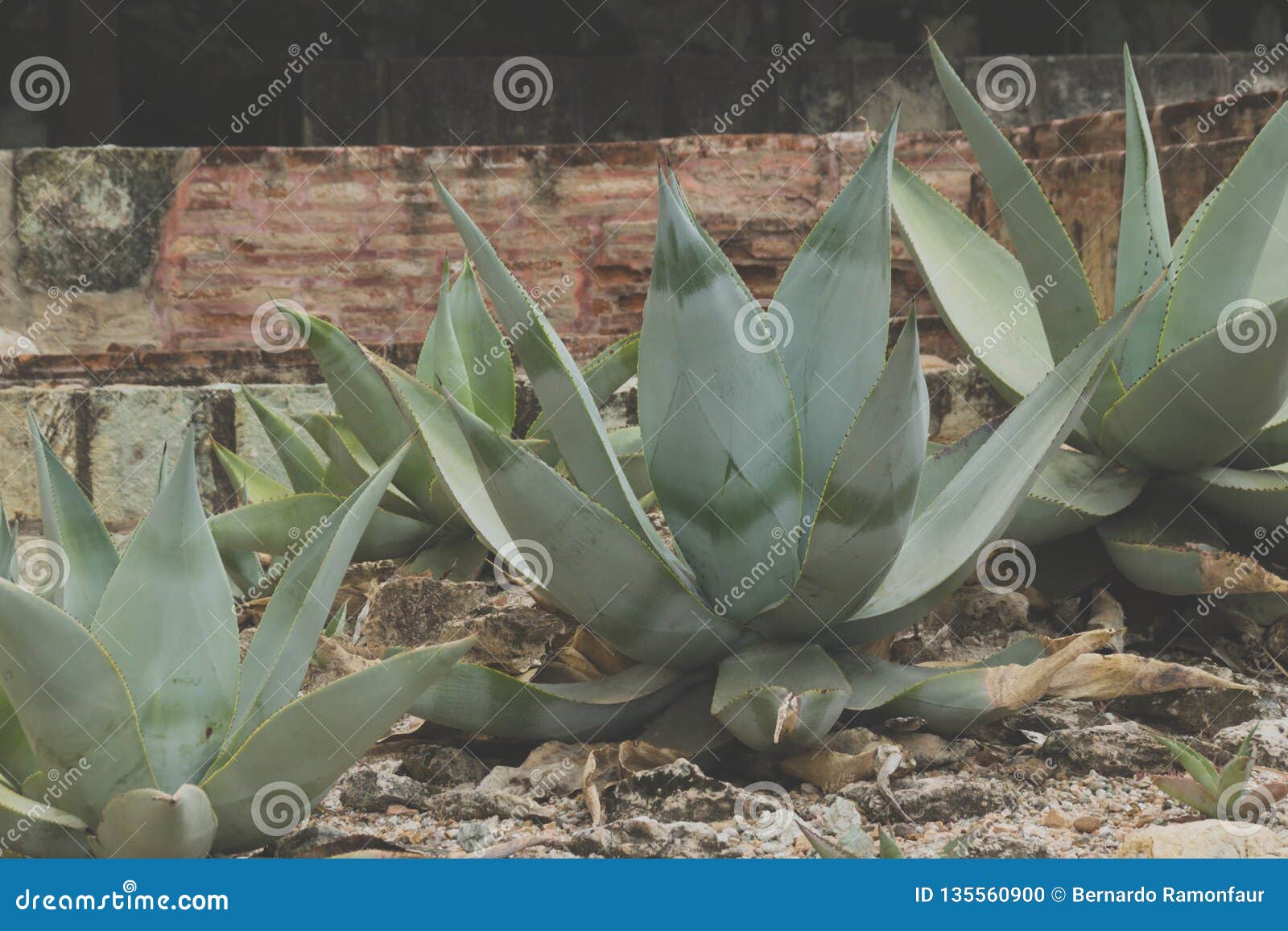 Detail of Some Maguey Plants Stock Photo - Image of leaves, natural ...