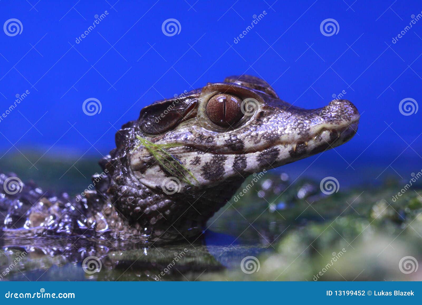 Detail of Spectacled Caiman Stock Photo - Image of nature, lowlnad ...